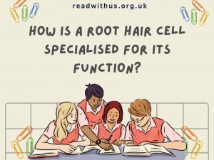 How Is A Root Hair Cell Specialised For Its Function | Read With Us